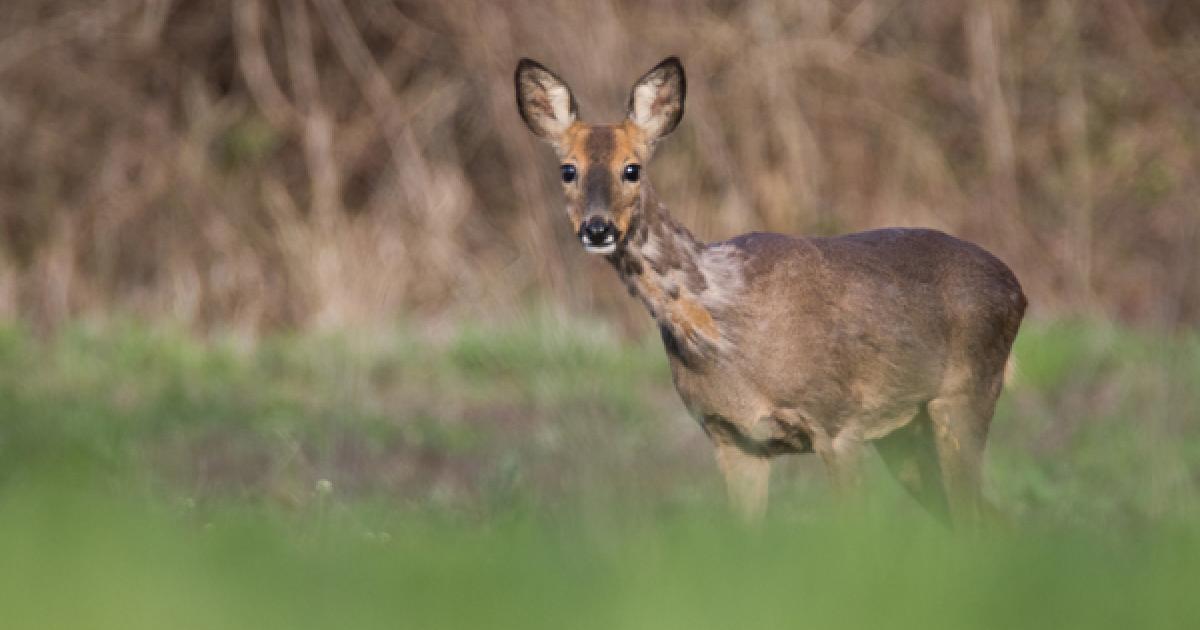 Équilibre forêt gibier : comment le mettre en place